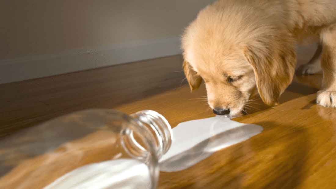 Wordshake Boggle - A New Way to Play Boggle Online that's Free and Fun